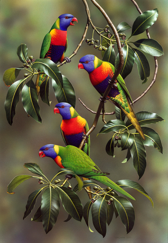 Rainbow Lorikeets Mixed Water-based Media on Rag Paper. Image Size ...